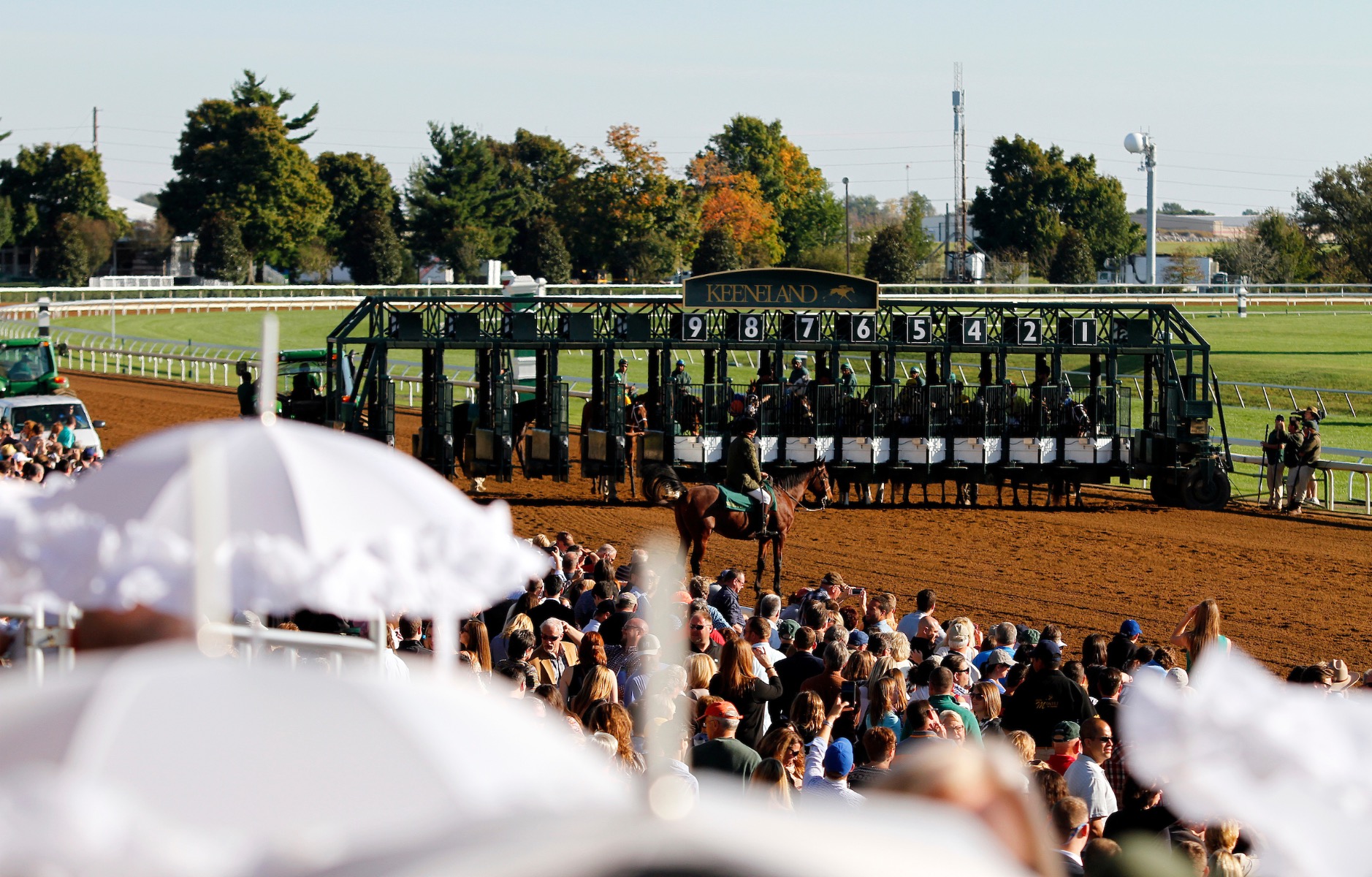 Experience all that Lexington has to offer as the giant goldenrods ...