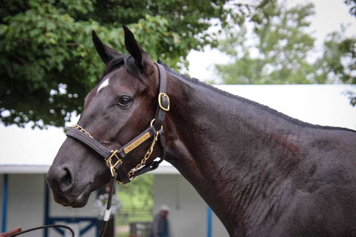 We have exciting news! Fancy Quality is targeting her debut on Saturday ...