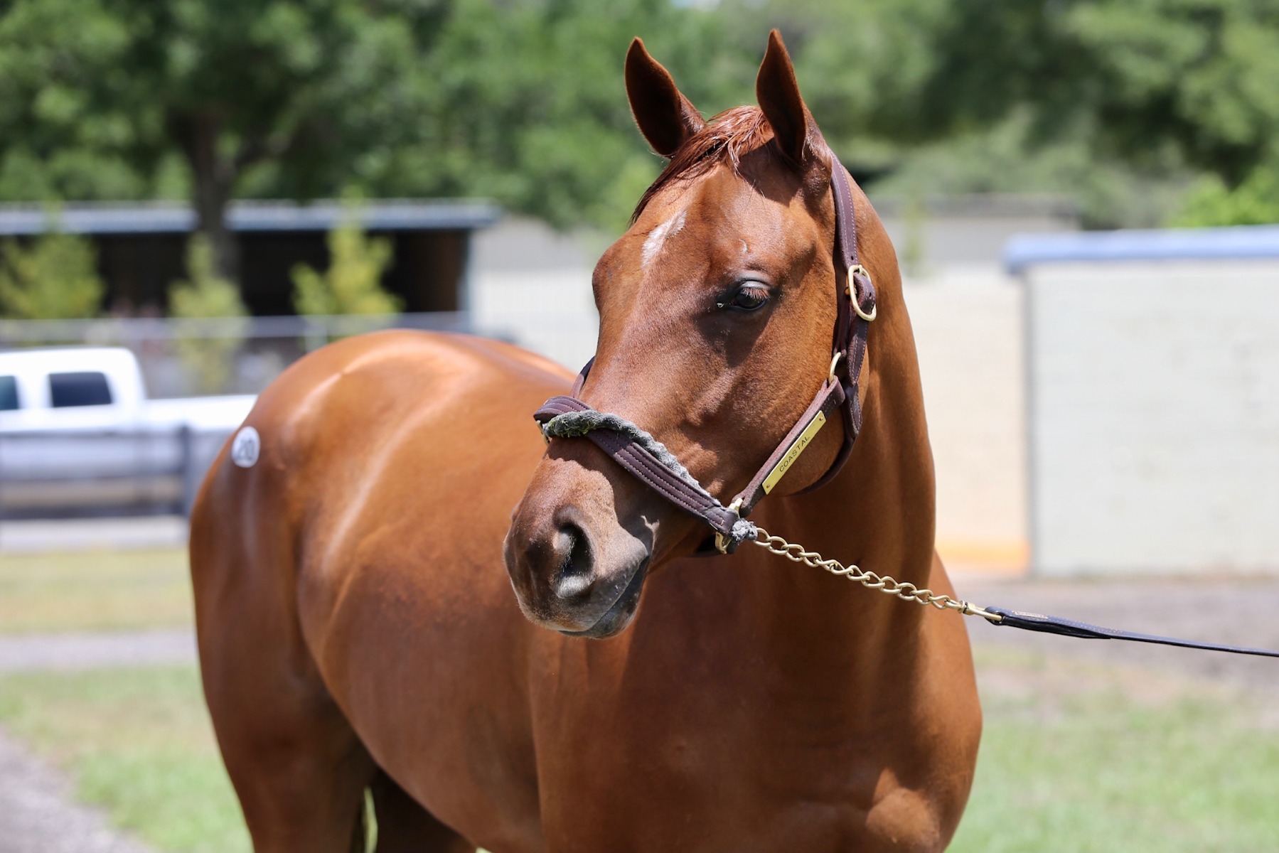 age 3yo sex filly sire candy ride dam