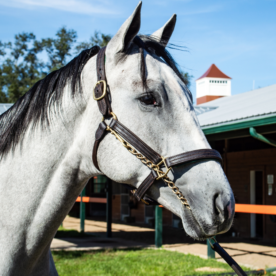 We have exciting news! Incredible has been entered in a race on Monday ...