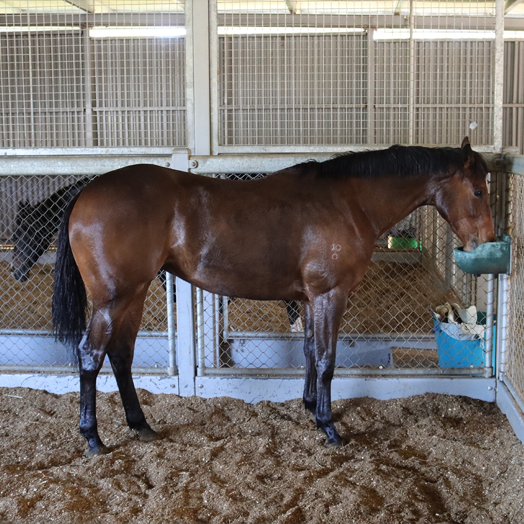 5 - Into Mischief x Lost Empire