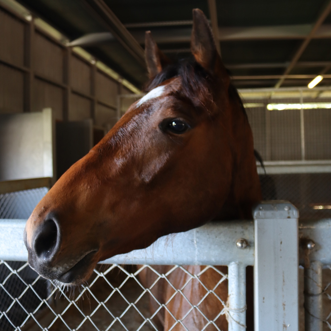 Into Mischief 3 time North American Champion Sire