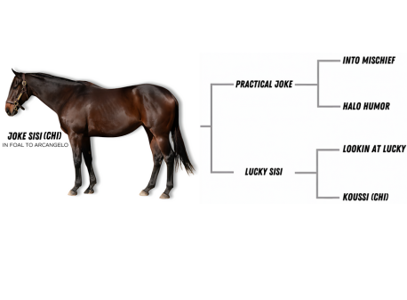 See full pedigree here