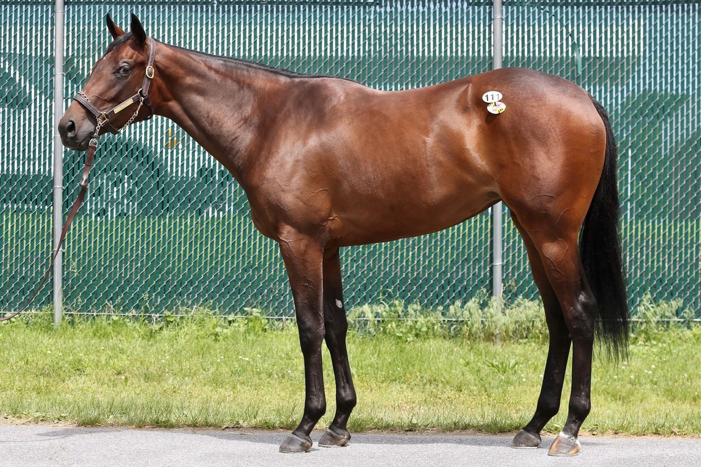 age 3yo sex filly sire mo town dam toasty